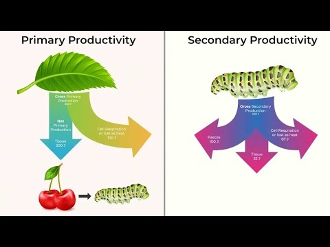 Difference Between -| Primary Productivity Vs Secondary Productivity ...
