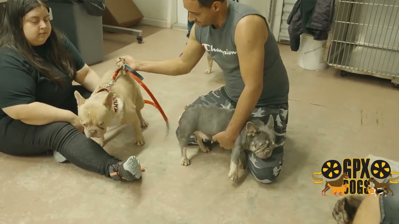 Collecting Semen From French Bulldog Stud (Tutorial) - YouTube