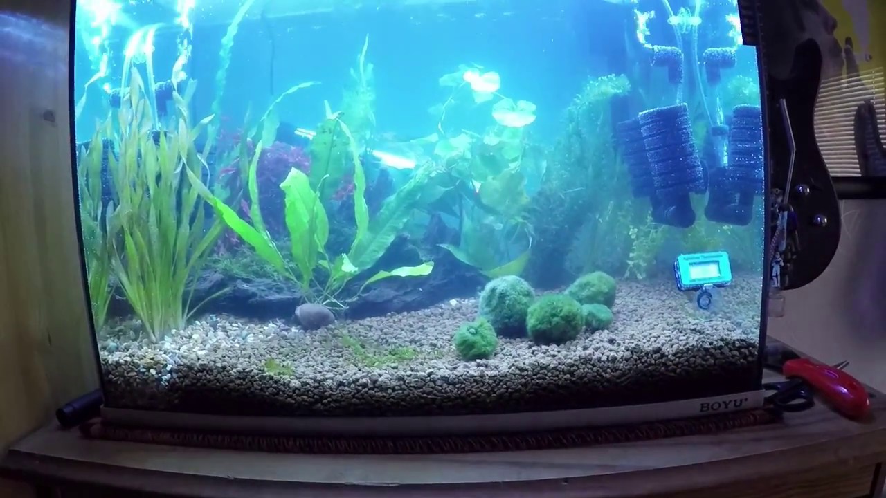 My First Fish Tank Setup - YouTube