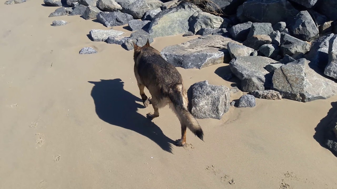 Amber versus The Santa Ana River - YouTube
