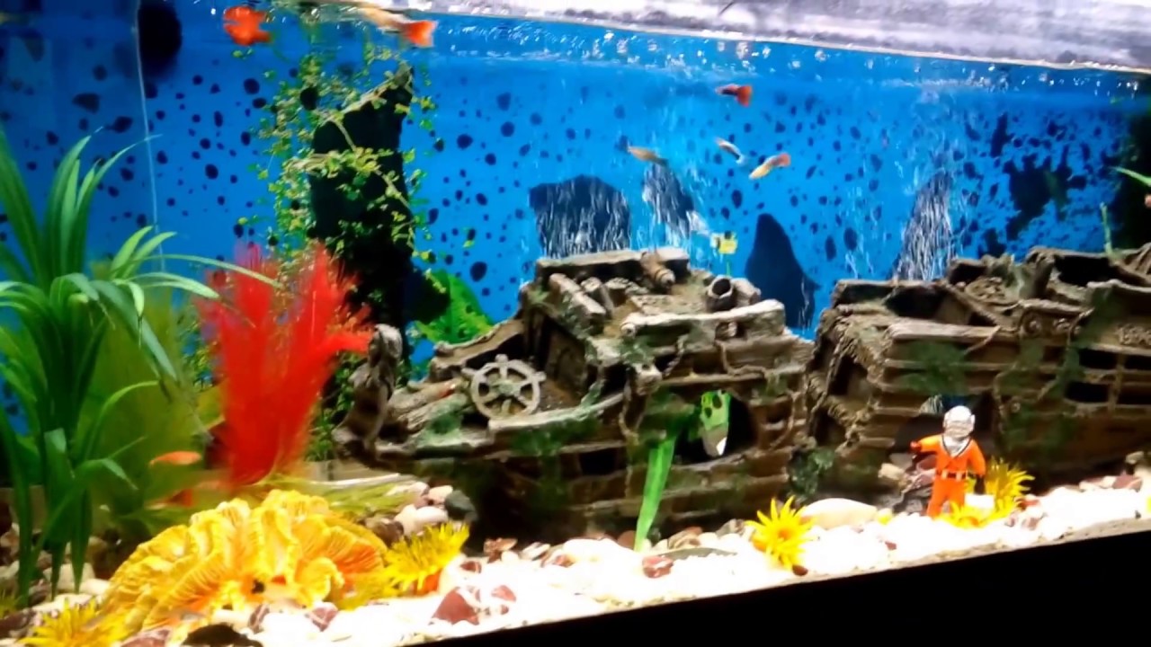 ενυδρειο γλυκου νερου αναπαραγωγη γκαπυ freswater aquarium tank 120l ...
