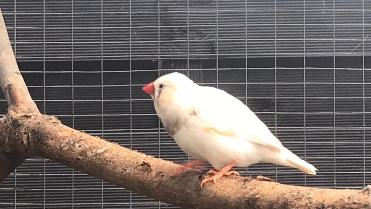 Bird release - YouTube