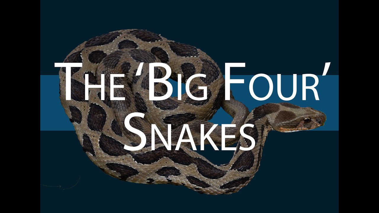 The Big Four Snakes - YouTube