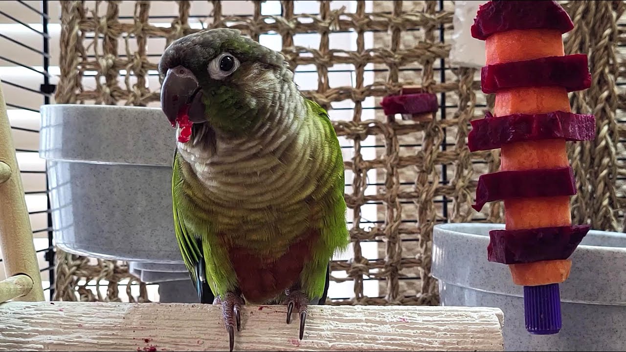 7 hours conure parakeet sounds for relaxation - YouTube