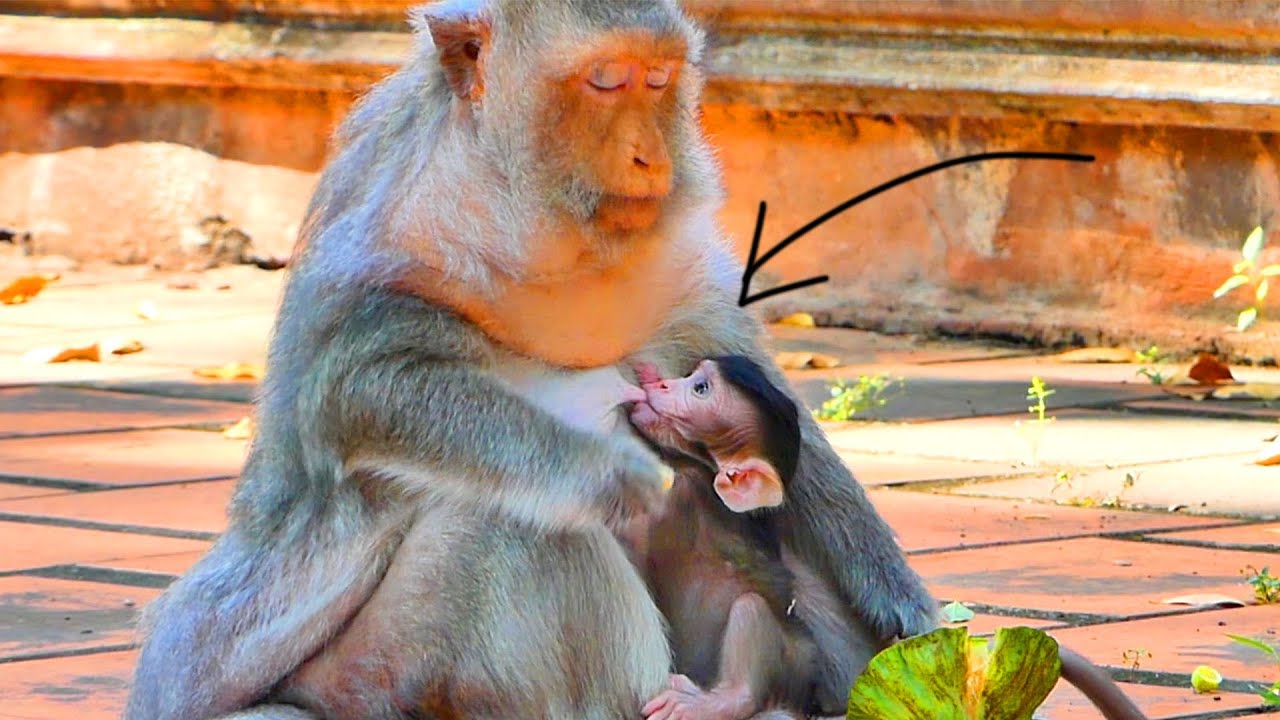 Wow.....The chubby monkey still beg mommy to give him milk - YouTube