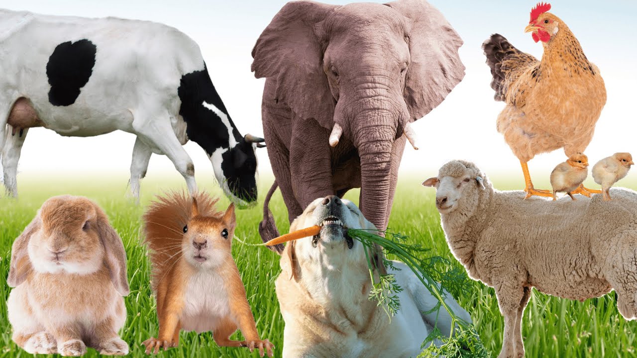 Lovely Animal Moments: Cow, Sheep, Dog, Cat, Chicken, Elephant - Animal ...