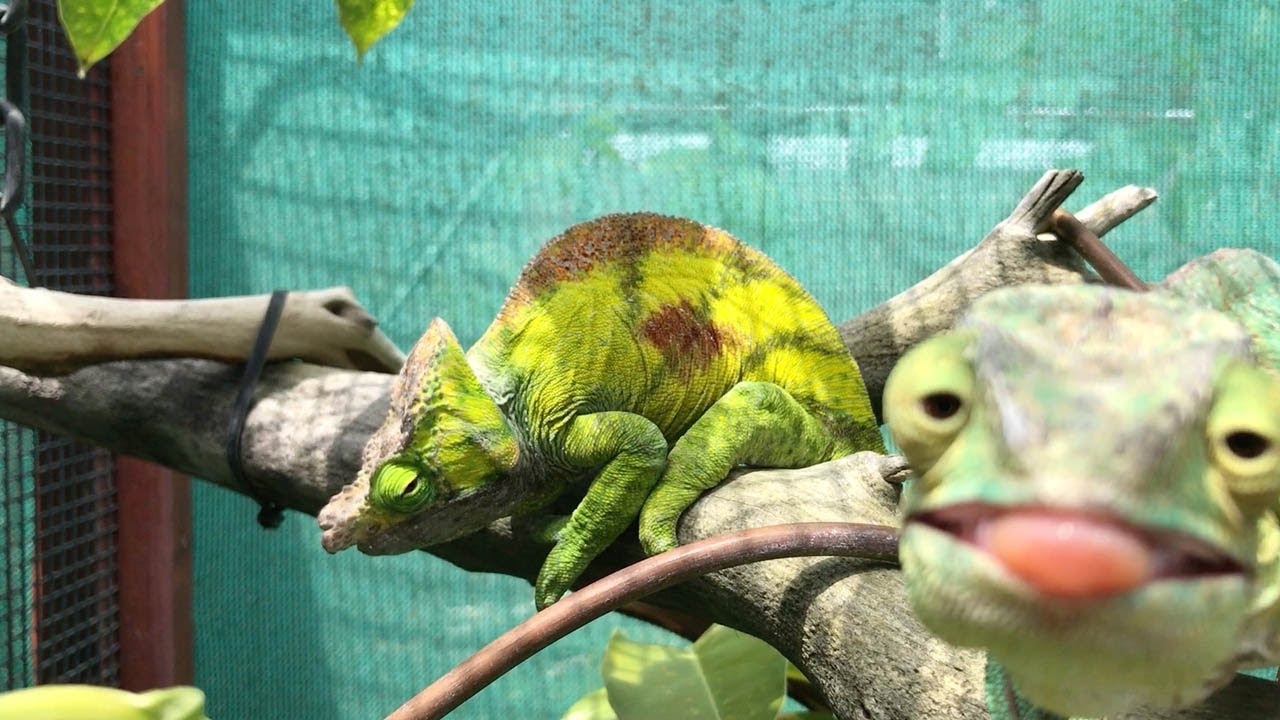 Cheeky Chameleon Photobombs Friend - YouTube