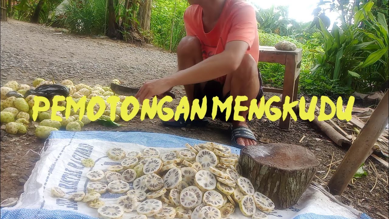 Manfaat|| Buah pace atau mengkudu untuk obat stroke!! - YouTube