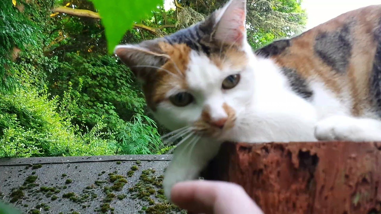 gigi cat on tree stump 20180515 195248 - YouTube