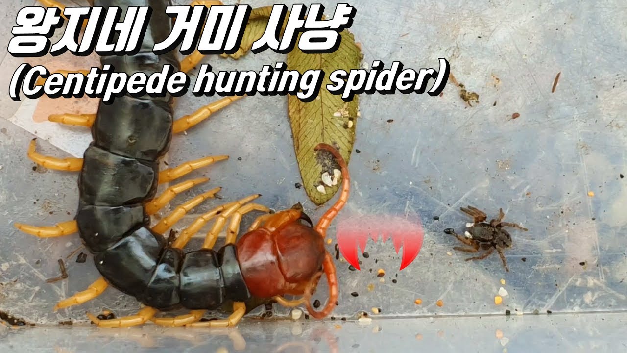 제주도 자연 - 왕지네 거미 사냥 (Centipede hunting spider) - YouTube