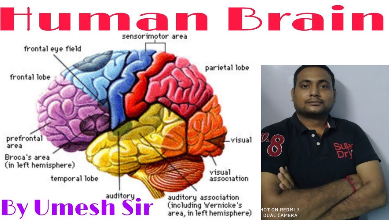 Human Brain - YouTube