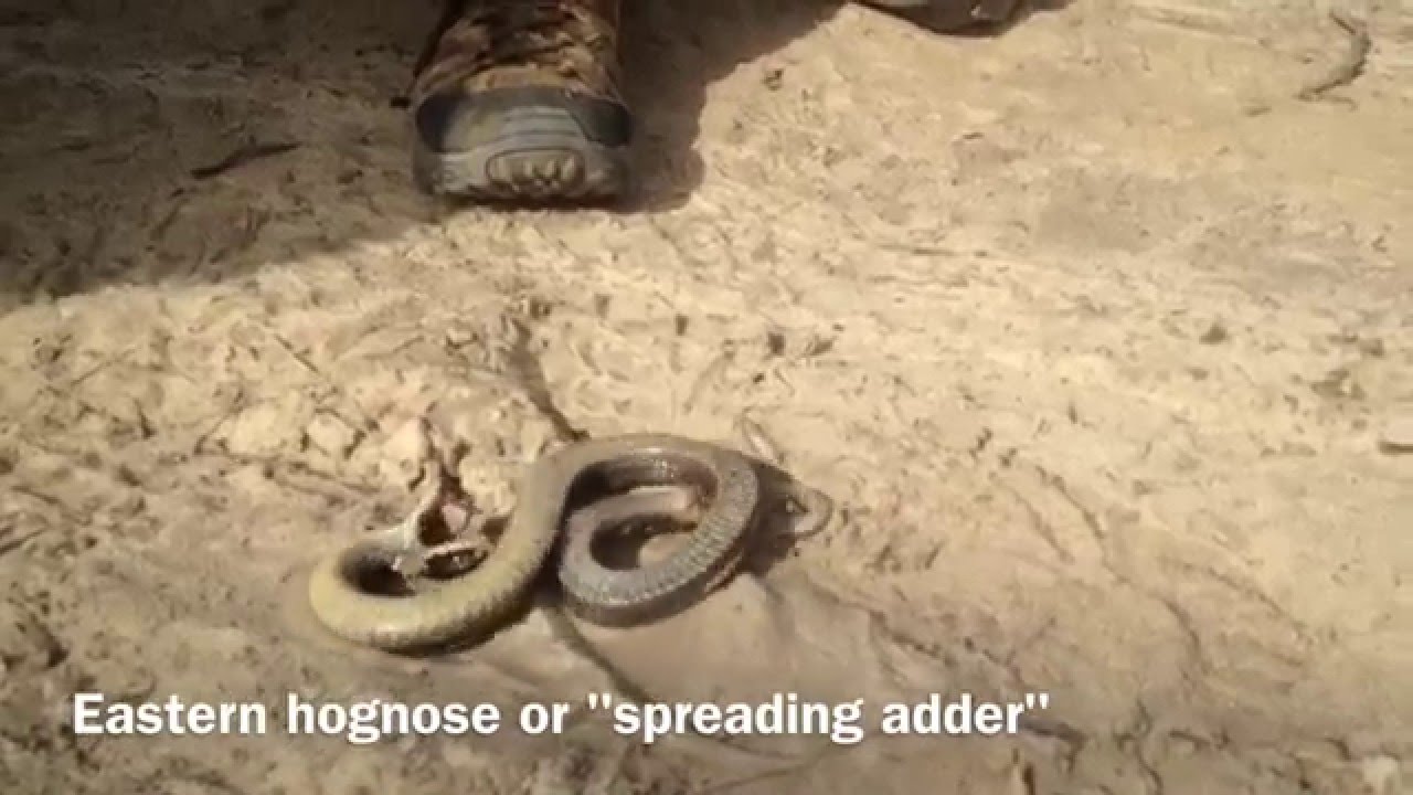 Oscar-winning snake - YouTube