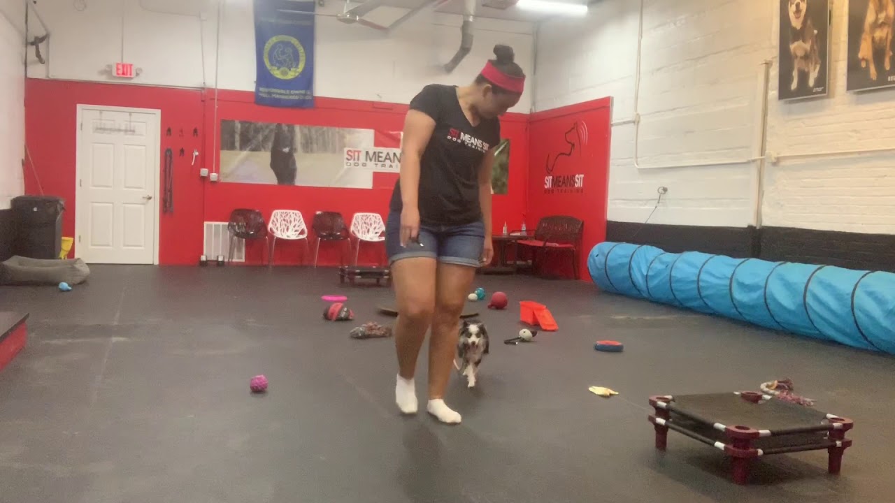 Piper Does the Basics! - YouTube