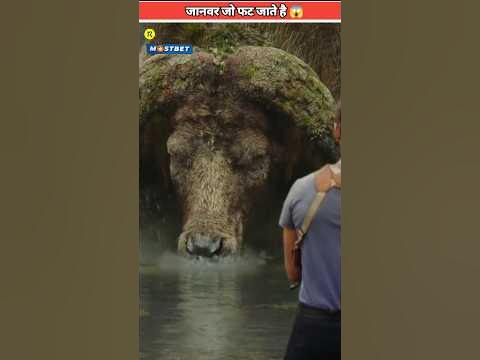 जानवर जो बम की तरह फट जाते है 😱|| Animals That Explode When They Die ...