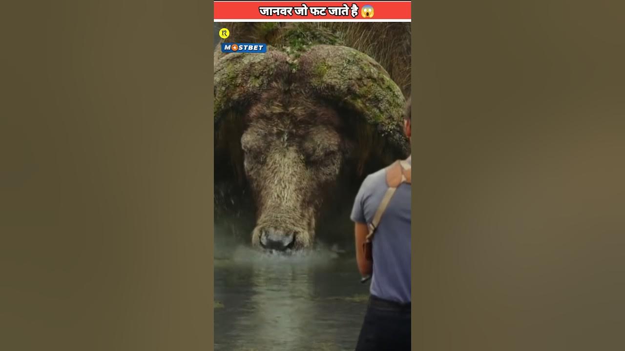 जानवर जो बम की तरह फट जाते है 😱|| Animals That Explode When They Die ...