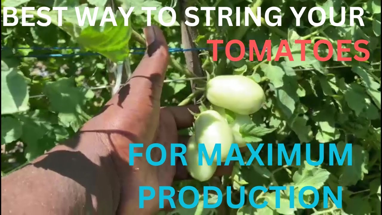 Best way to string your tomatoes for maximum production - YouTube
