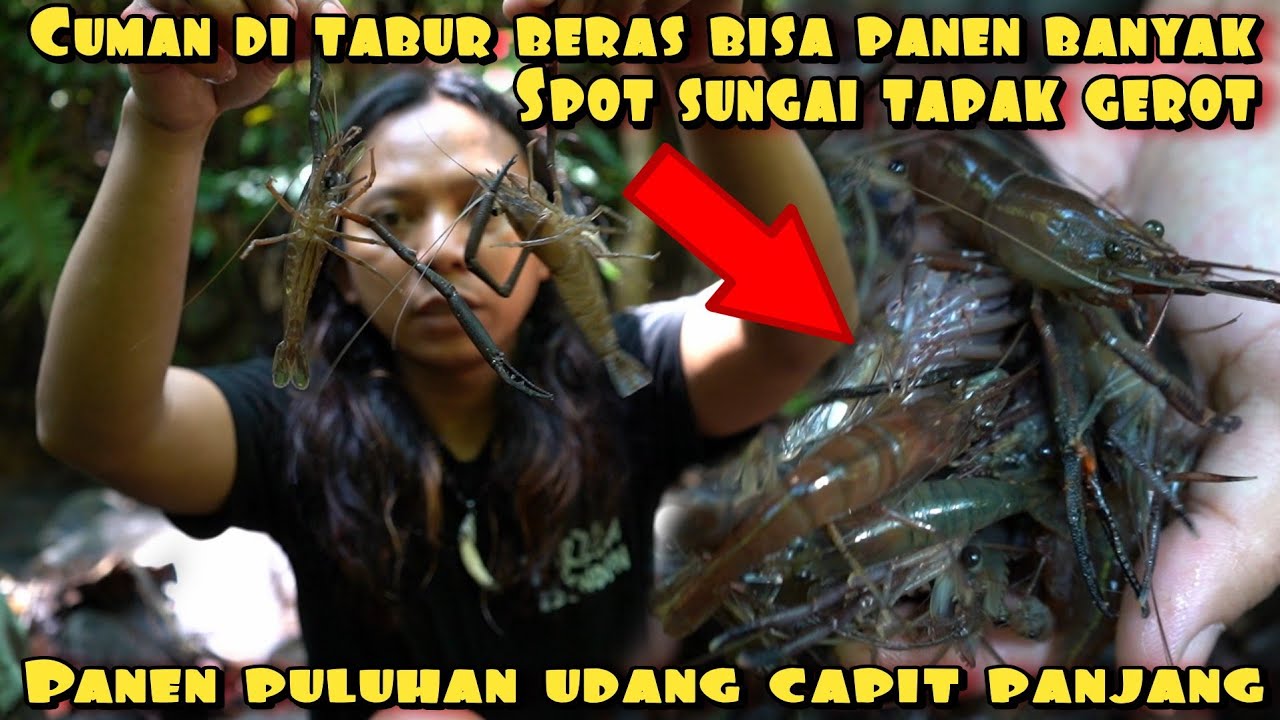 PANEN UDANG CAPIT PANJANG DI JALUR SUNGAI PEMANDIAN MACAN - YouTube