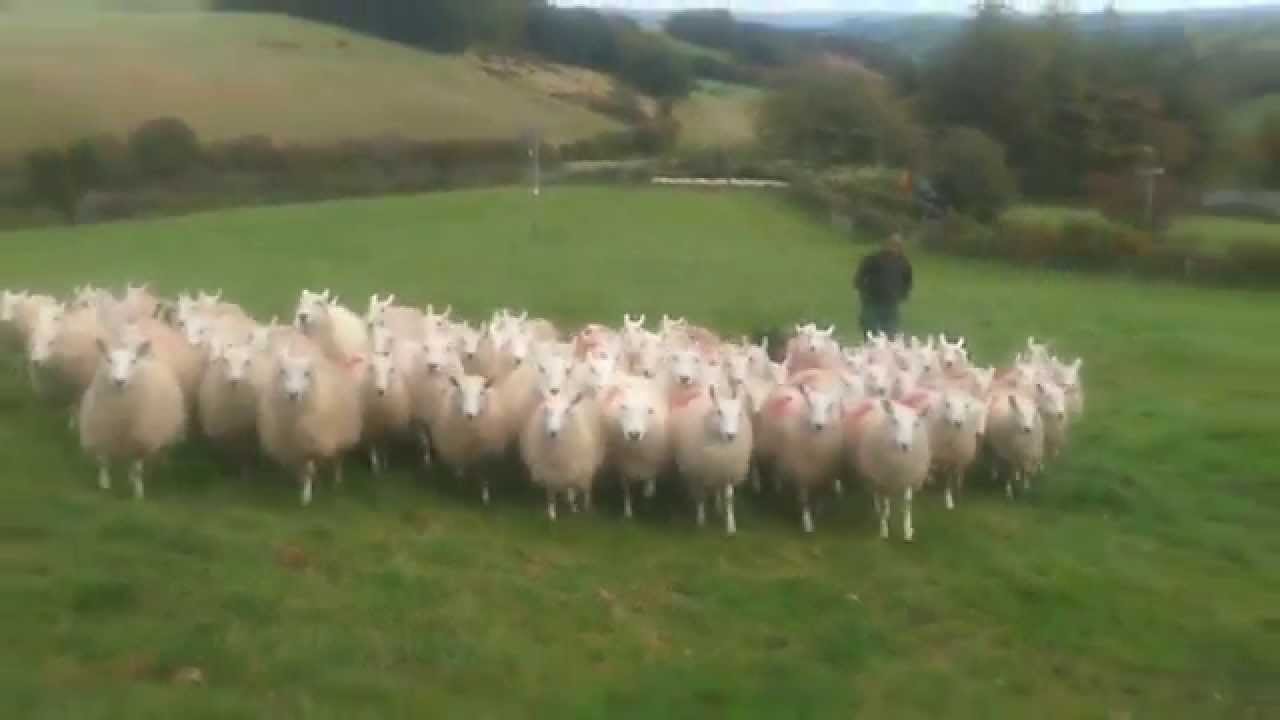 Moss 2 year old sheepdog gathering sheep - YouTube