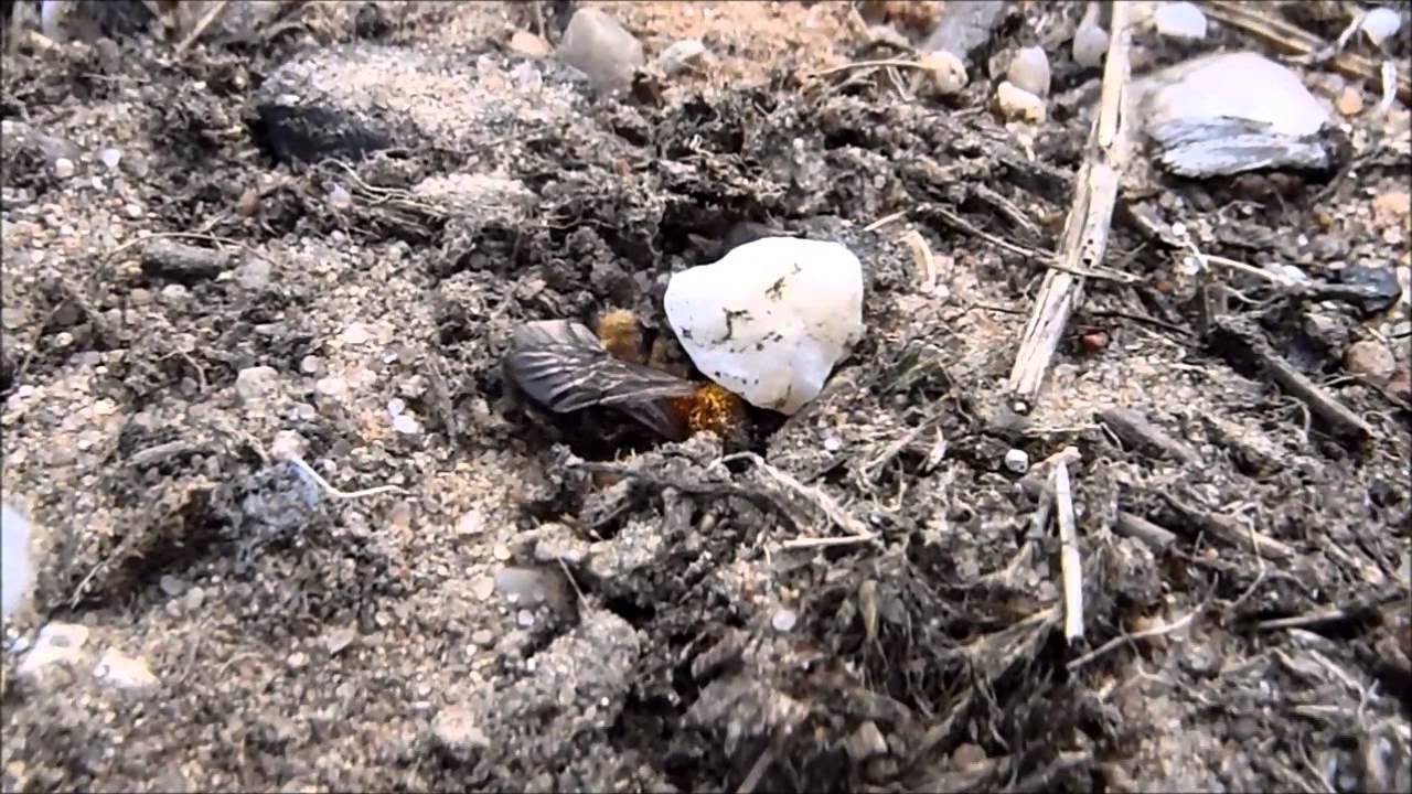 Andrena bicolor starting new nest - YouTube