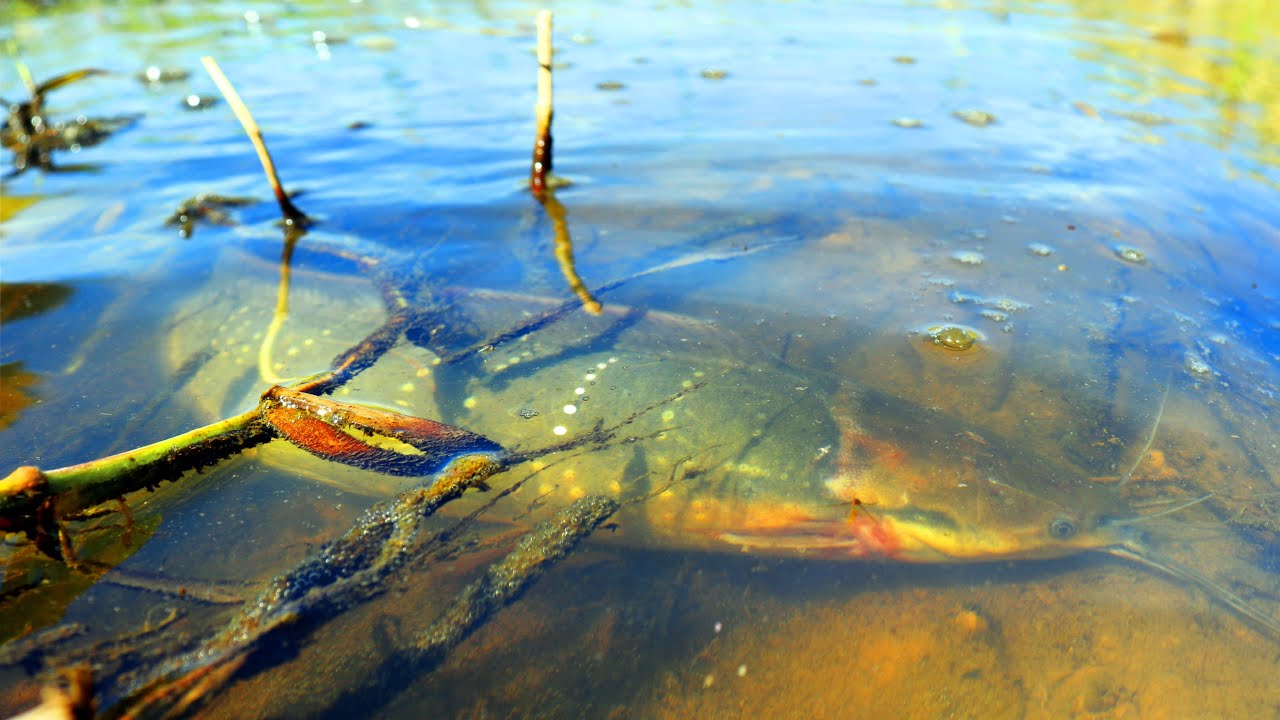 Unbelievable! Deep Water Fishing - Best Hand Fishing Catching Many ...