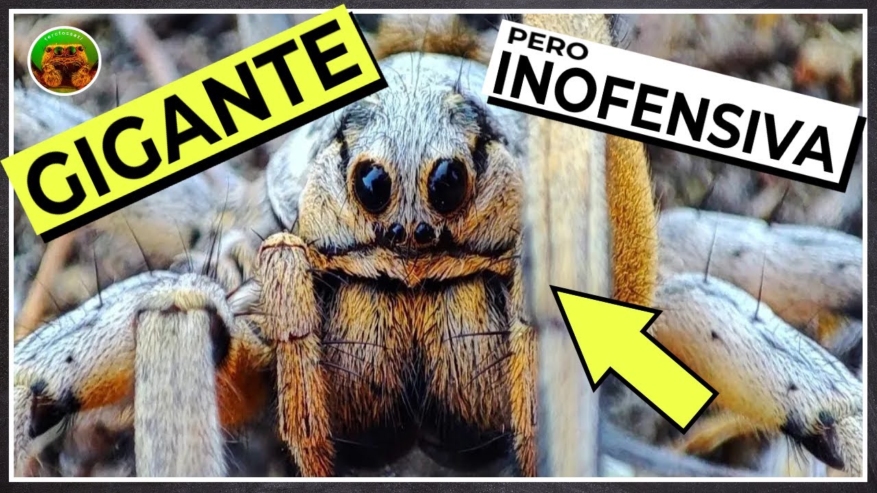 TARÁNTULAS EN ESPAÑA: +6 CM de araña que debemos conservar ...
