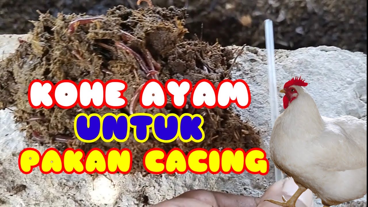 Memberi Pakan Cacing Lumbricus Rubellus Dengan Kohe Ayam Broiler ll ...