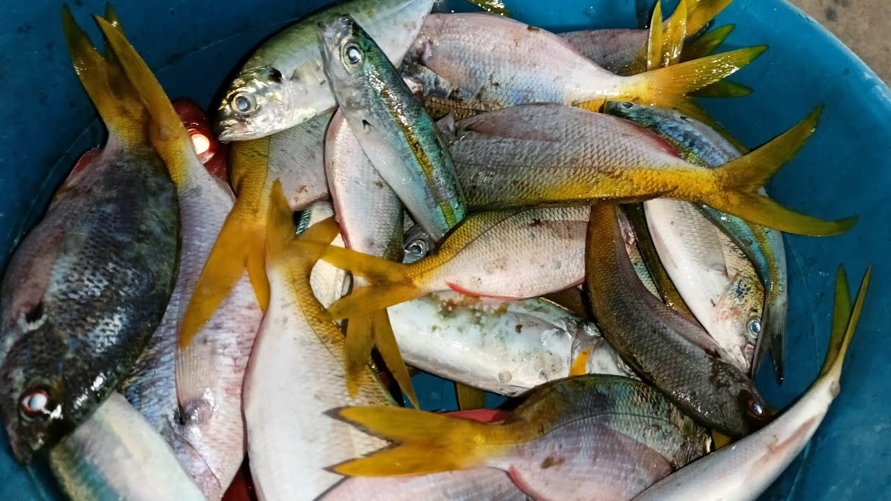 Sandaling pang huli ng dalagang bukid nakarami agad - YouTube