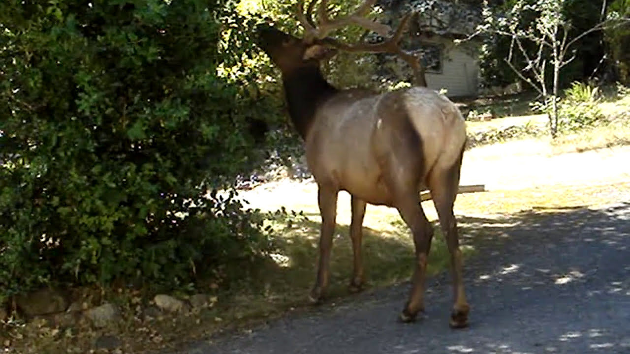 Elk eating apple tree leaves. - YouTube