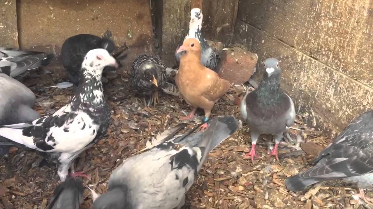 Racing Homing Pigeons RARE/MIX COLORS - YouTube