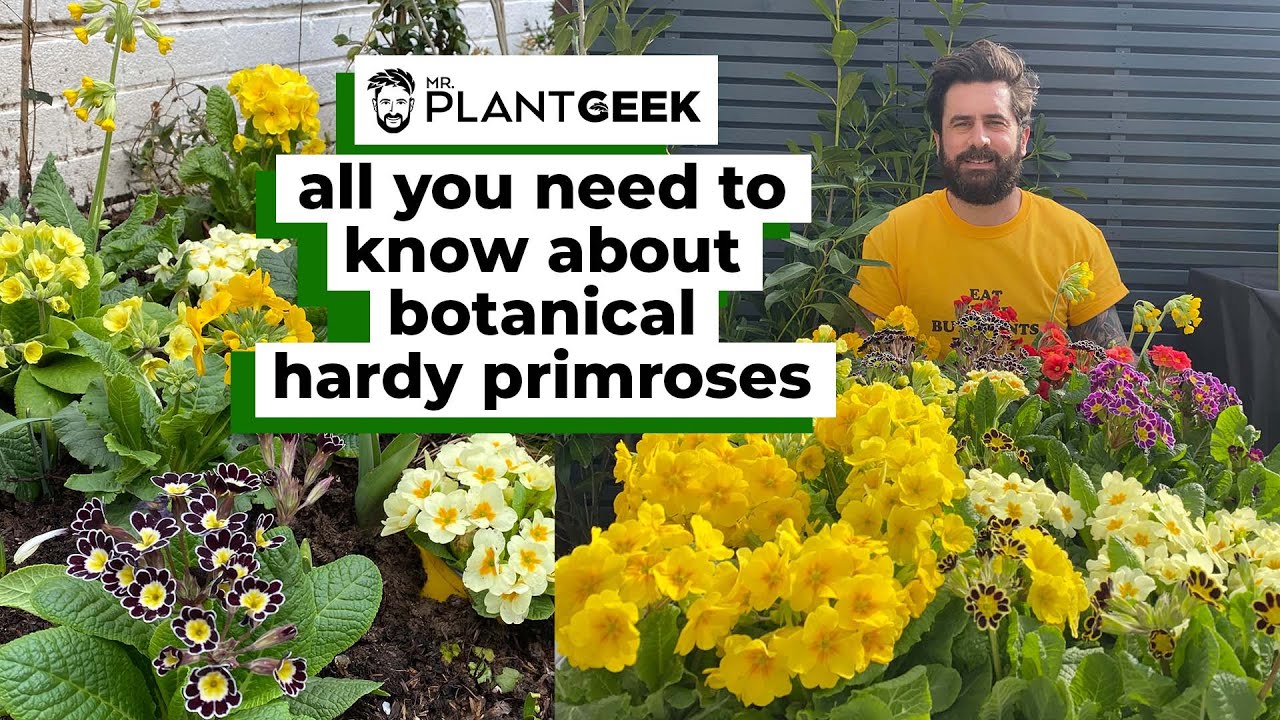 Botanical Hardy Primroses - What's All The Fuss? - YouTube