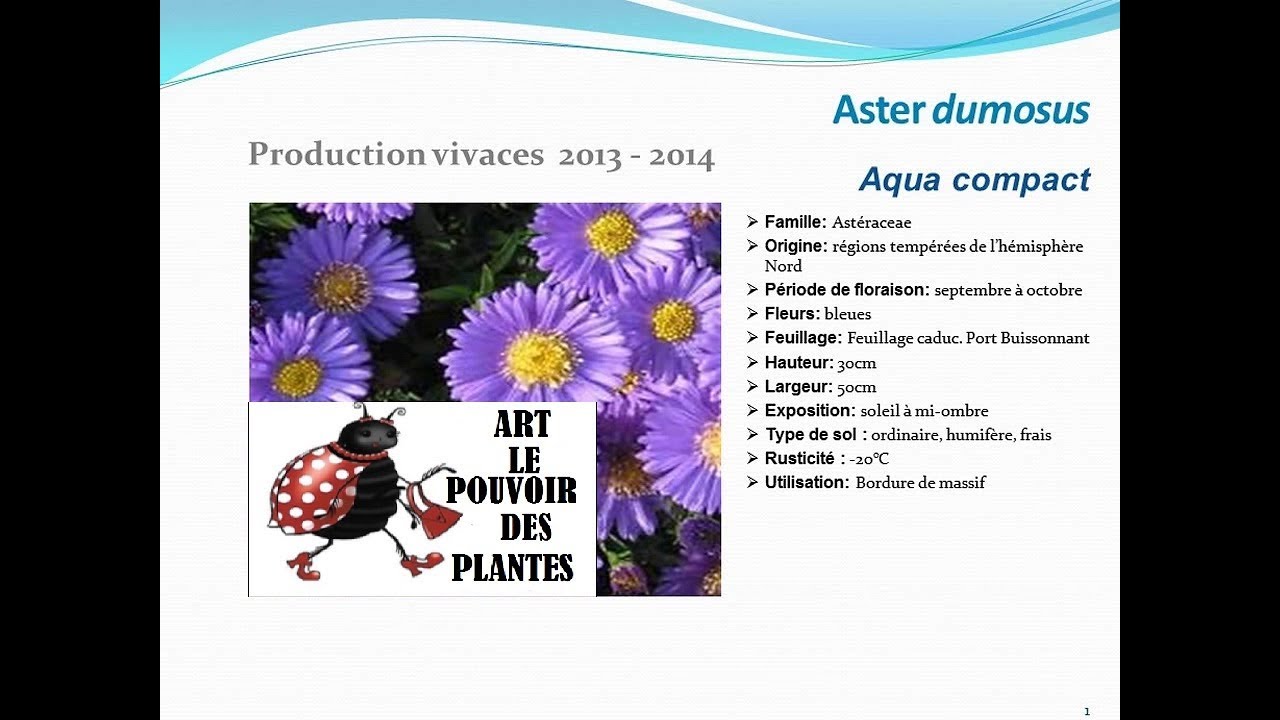 Aster dumosus Aqua compact: plante vivace - YouTube