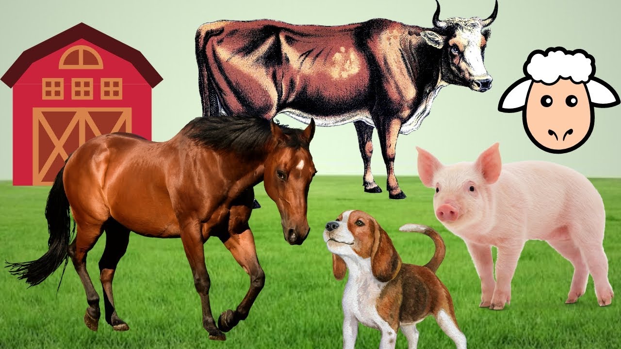 CUTE ANIMAL SOUNDS I Animal Sounds Video Compilation 2023 - YouTube