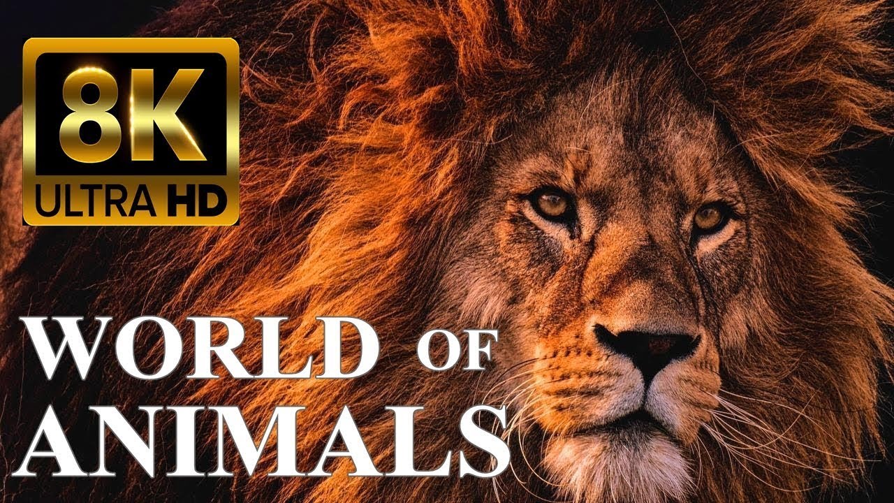 WORLD OF ANIMALS 8K Ultra HD – Animals Around The Planet with REAL ...