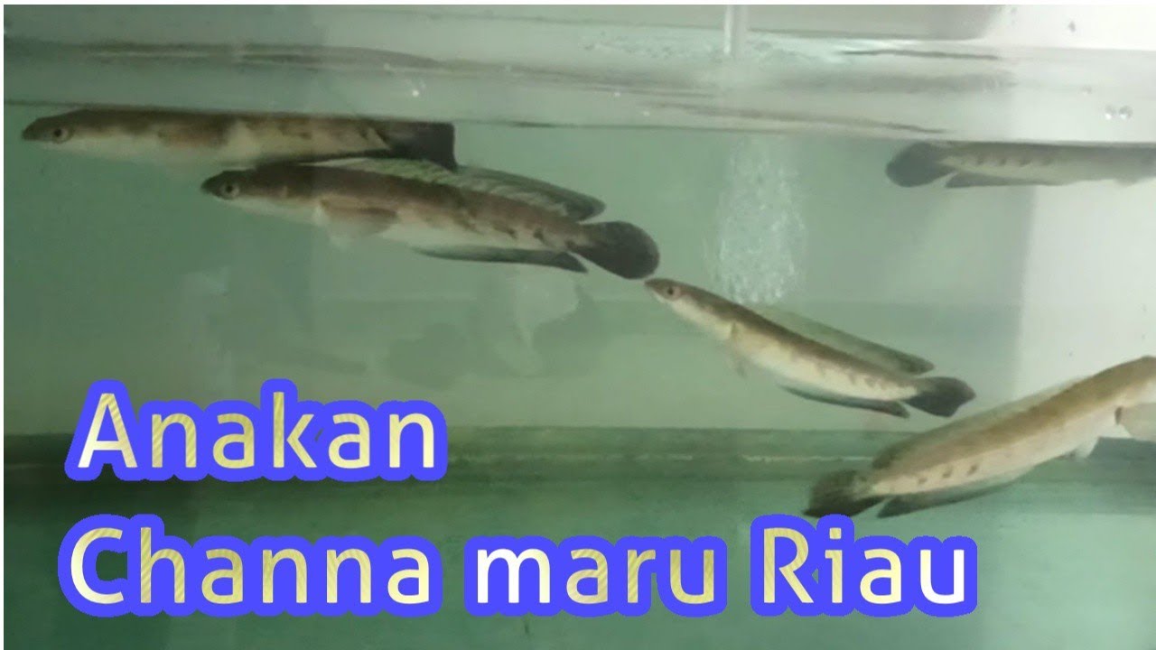 Channa maru riau - YouTube