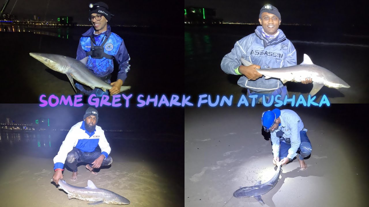 SOME GREY SHARK FUN AT USHAKA - YouTube