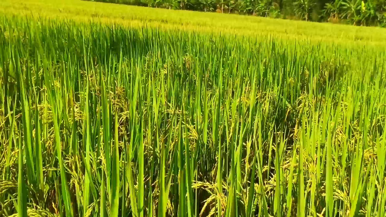 Paddy Field YouTube paddy-field-youtube