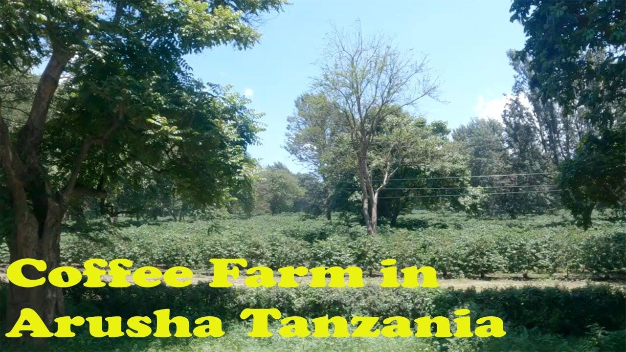 On my way to Mwanza I see this big coffee farm in Arusha Tanzania - YouTube