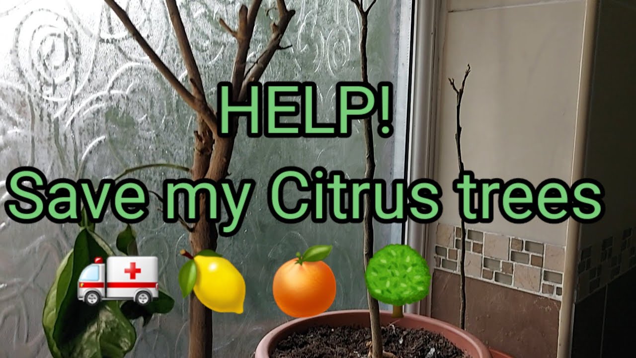 HELP! Save my Citrus trees 🚑 🍋 🍊 🌳 - YouTube