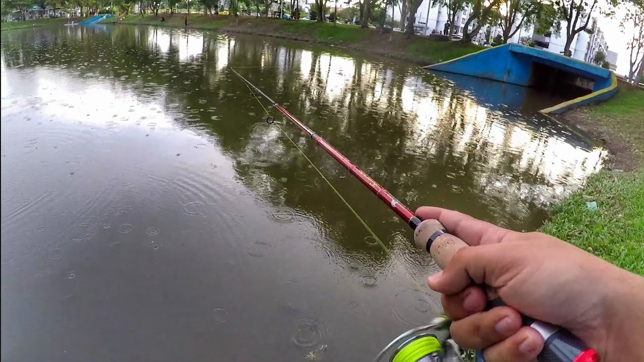 Casting Ikan HARUAN @ GABUS 1.5KG MONSTER!!! ( Finesse Fishing ) - YouTube