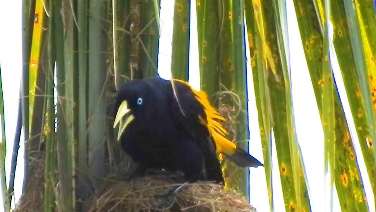CANTO do XEXÉU nidificação (CACICUS CELA), YELLOW-RUMPED CACIQUE ...