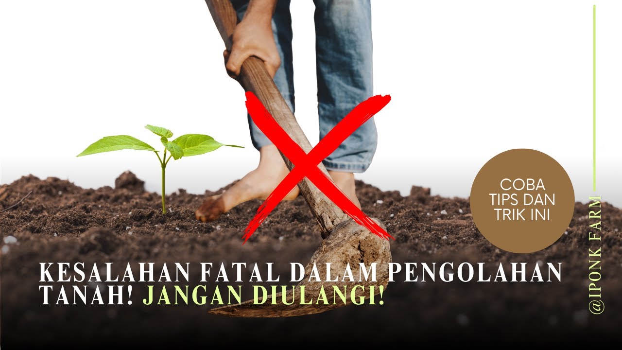 Inilah Cara Mengolah Tanah yang BENAR Agar Panen Berlimpah! - YouTube