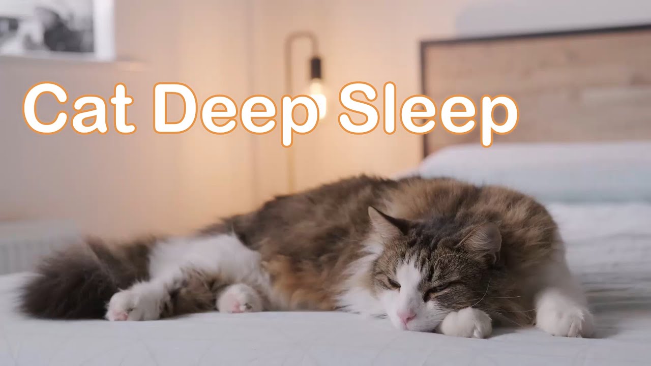 Cat Deep Sleep|Purr Sound|Piano Instrumental - YouTube