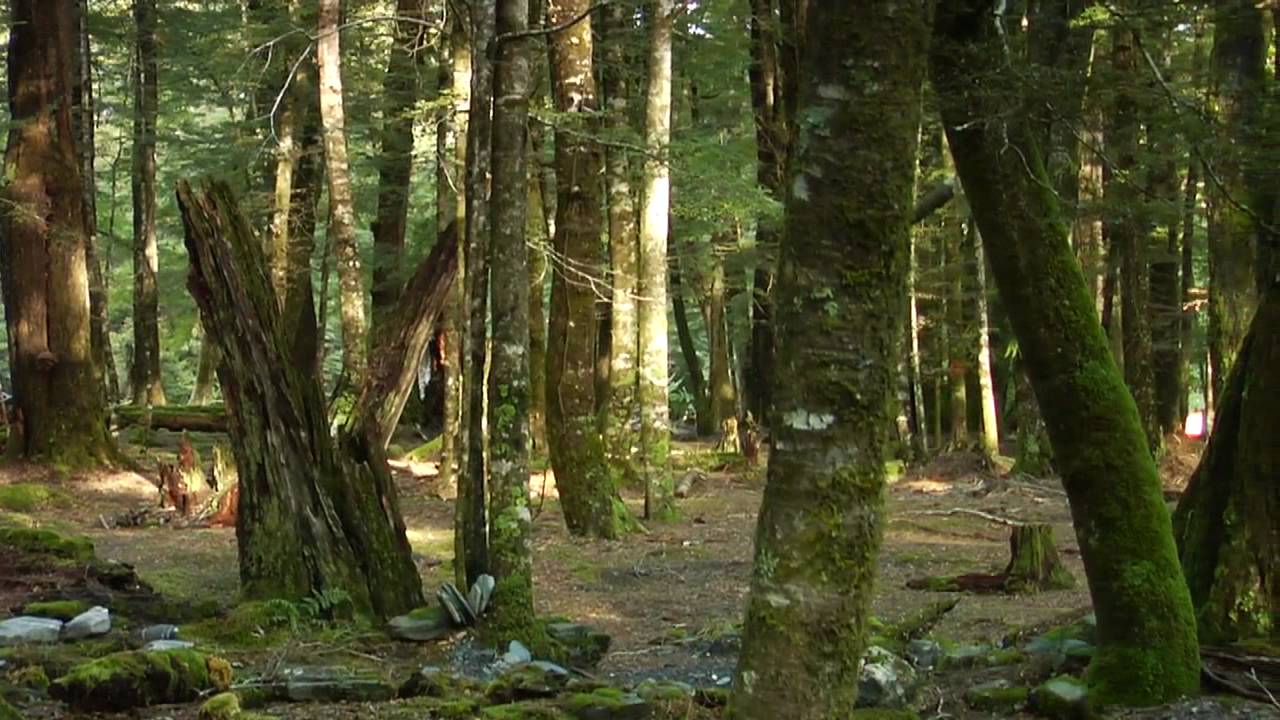 Paradise Forest (pan) HD - YouTube