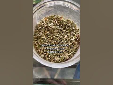 Here's the science behind catnip! - YouTube