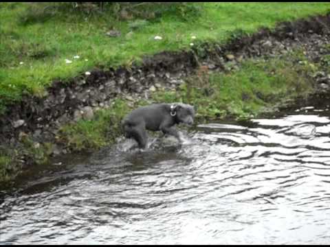 irish staffordshire bull terrier blue pitt bull - YouTube