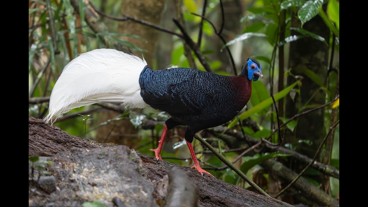Sabah Trusmadi Bird Station 2024 - YouTube