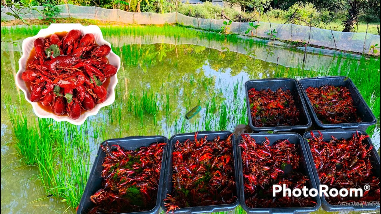 ការចិញ្ចឹមបង្កងអាមេរិកក្នុងស្រែ|How to raise red swamp crayfish in rice ...