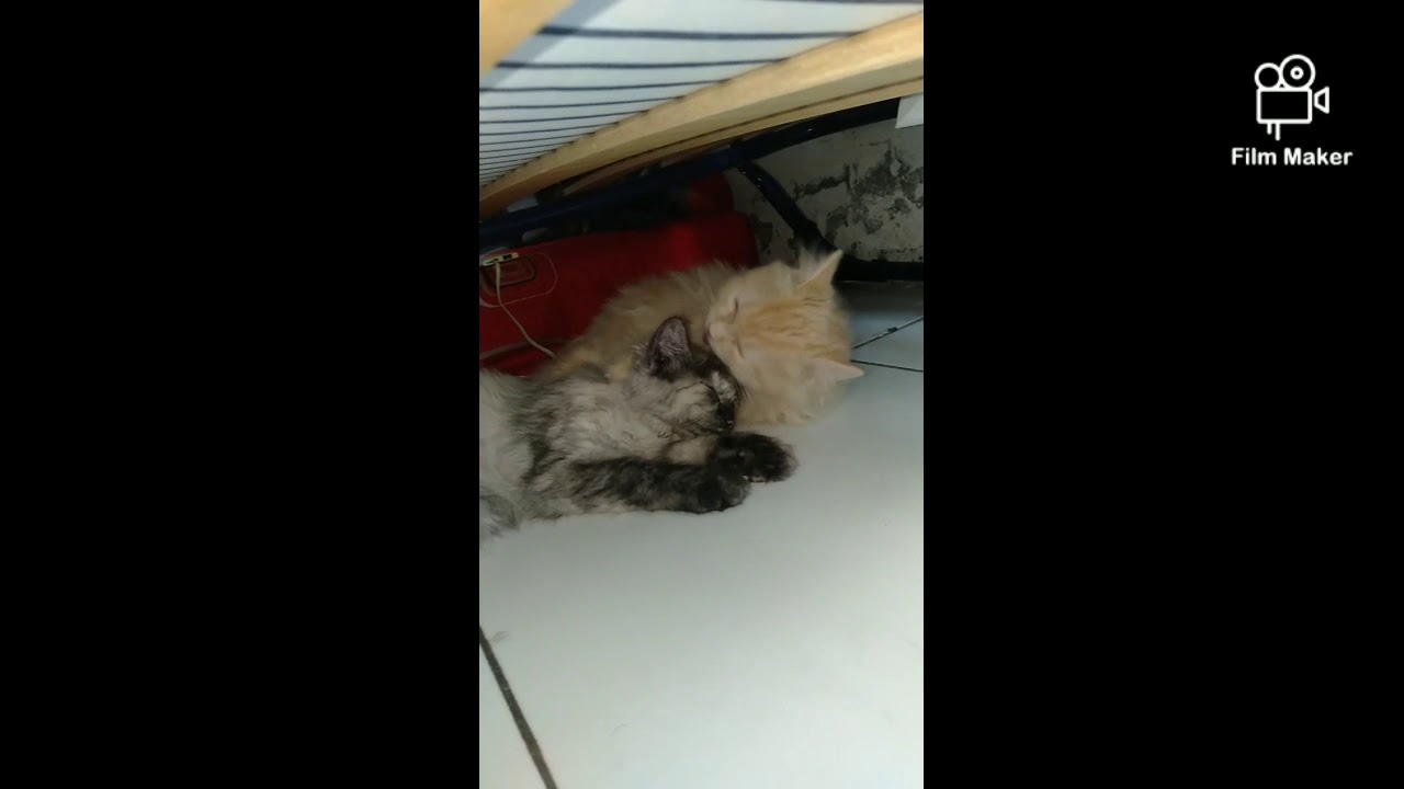 Kucing penuh cinta lucu sekali - YouTube