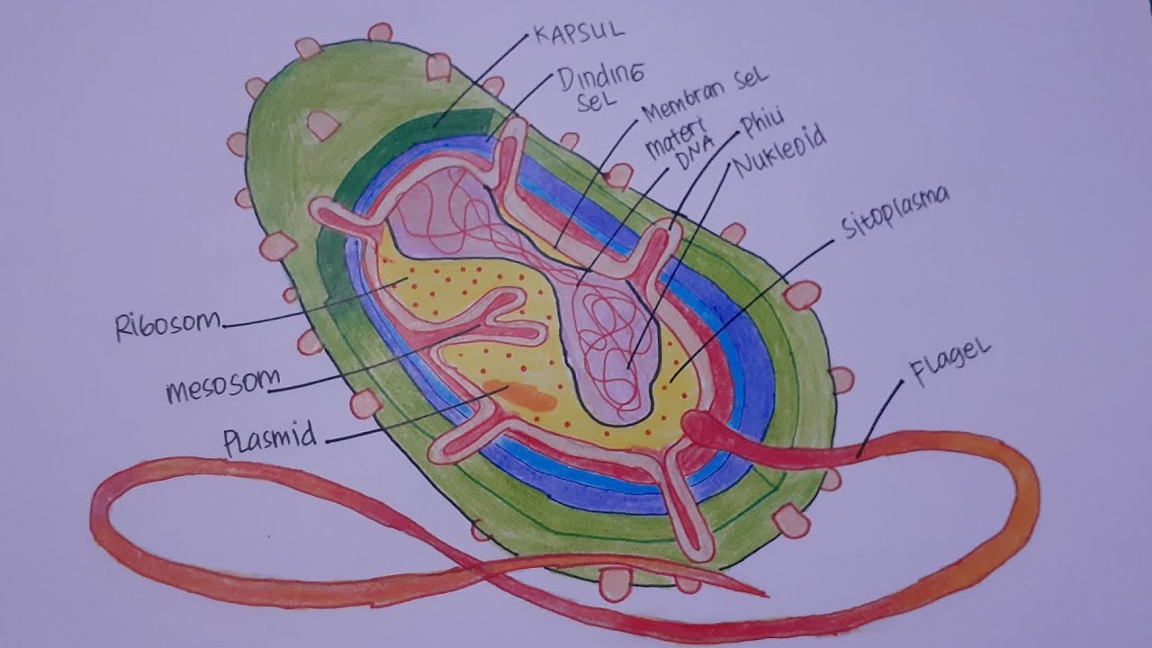 Praktikum Gambar Agen Infeksius ( Virus, Bakteri dan Jamur ) - YouTube