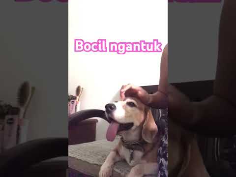 Bocil ke enakan di pijat kepala😂😂😂#beagle #dog #pauline #tiktok #fyp